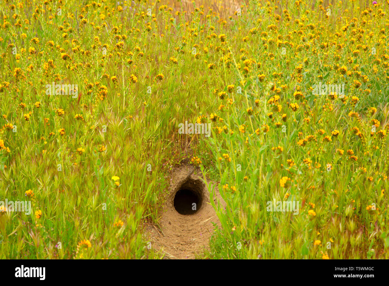 Rodent burrow, Carrizo Plain National Monument, California Stock Photo ...