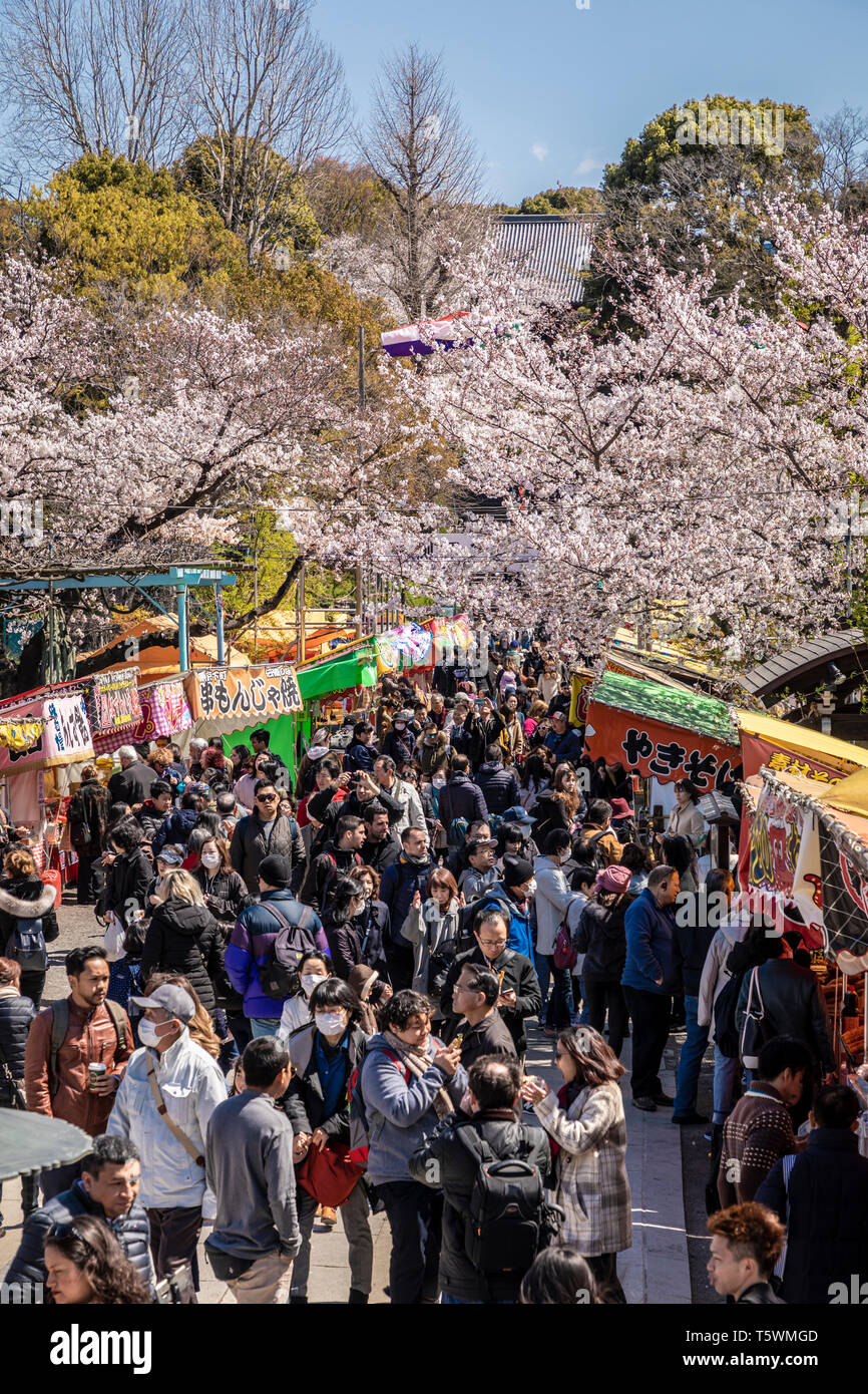 Park Spring In Japan