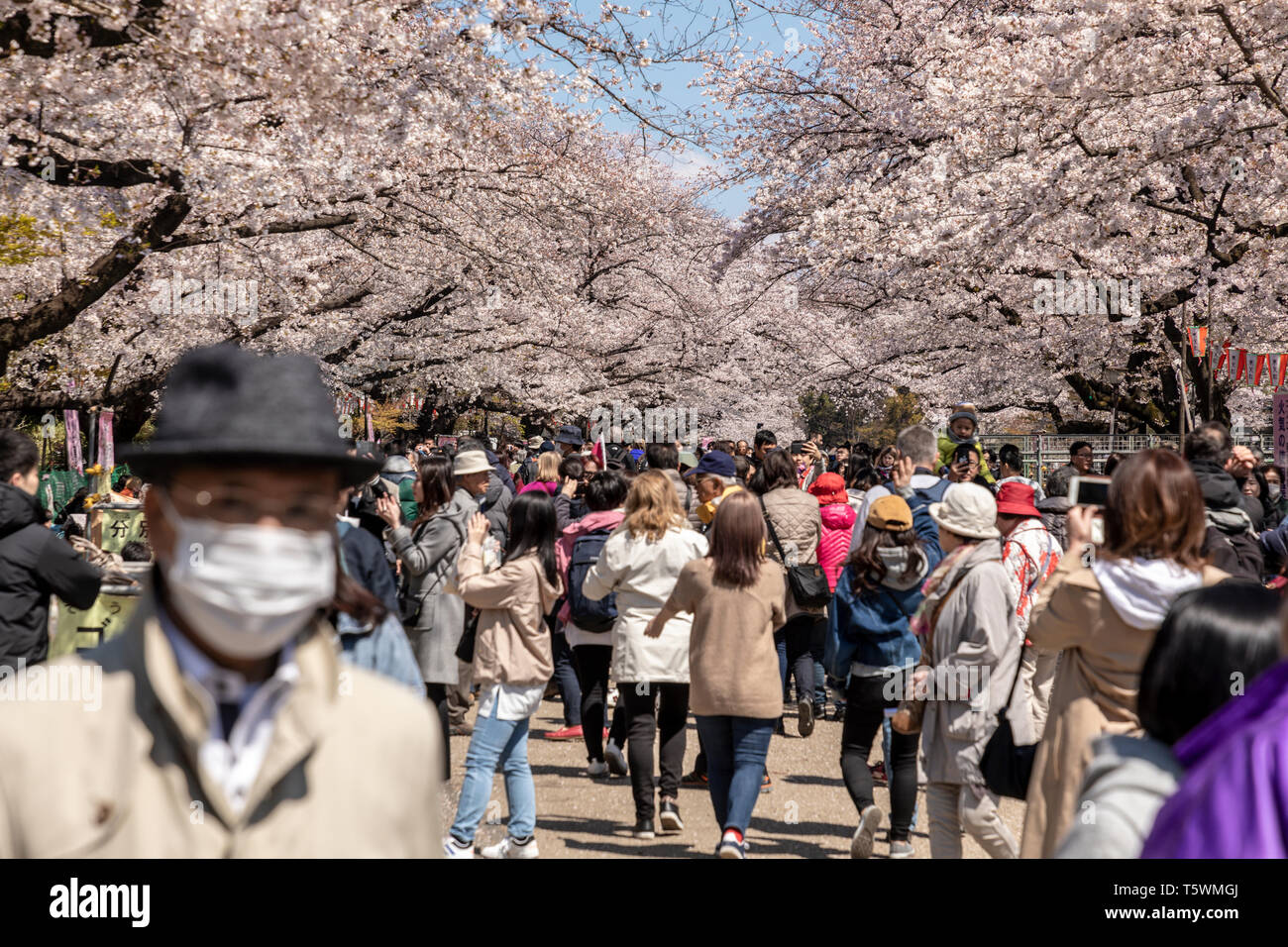 Tokyo ueno park cherry blossom spring hi-res stock photography and ...