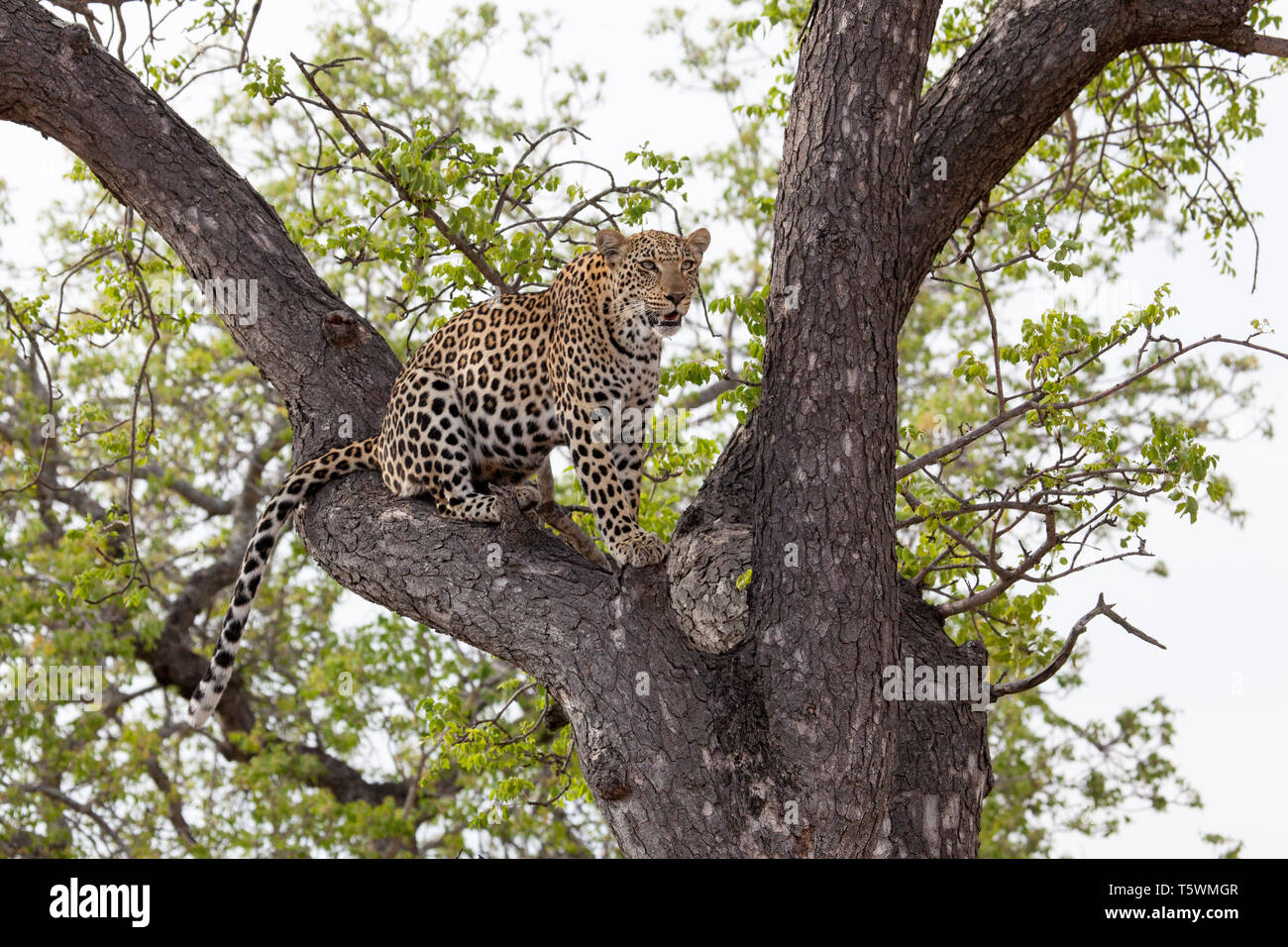 Spotted big cat hi-res stock photography and images - Alamy