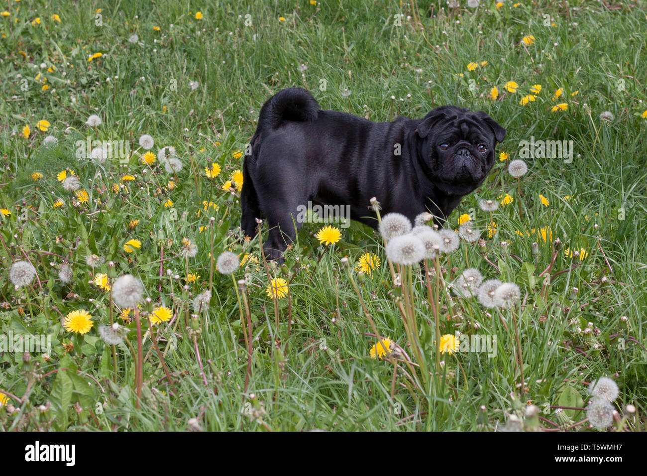 Dutch Mastiff High Resolution Stock Photography and Images - Alamy
