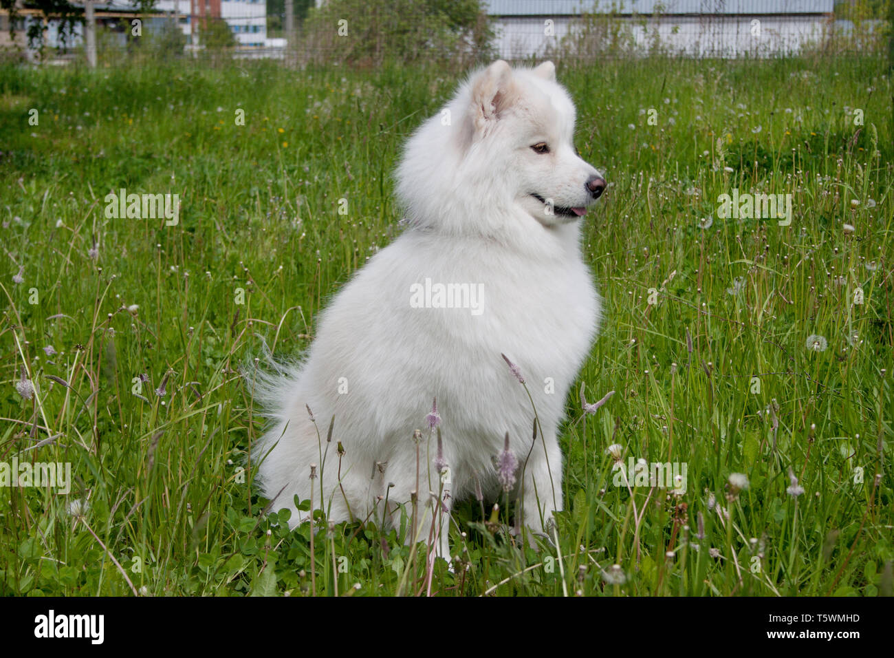 Samoyed Sitting High Resolution Stock Photography and Images - Alamy