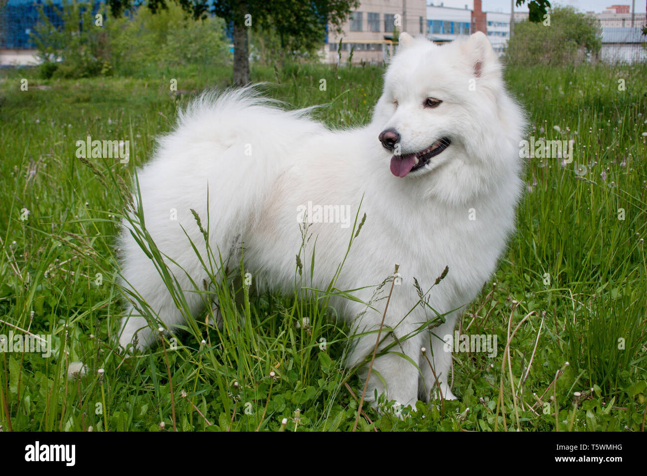 Samoyed dog is standing in the green grass. Samoiedskaya sobaka or ...