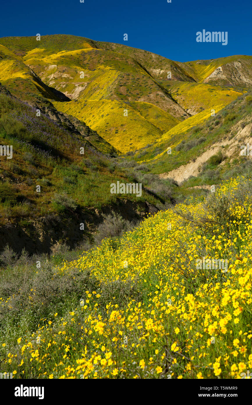Temblor Range with wildflowers, Carrizo Plain National Monument ...