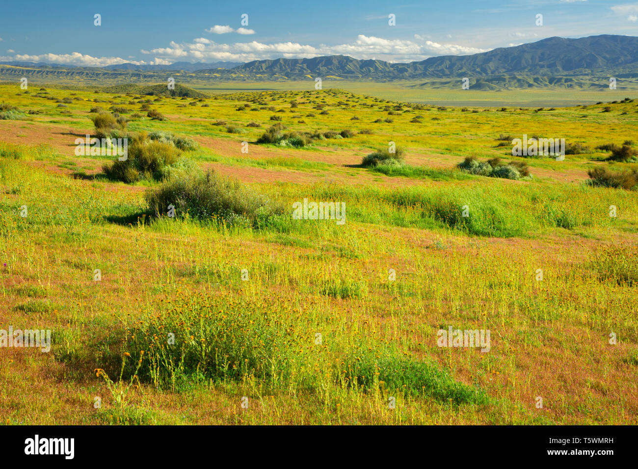 Grassland range hi-res stock photography and images - Alamy