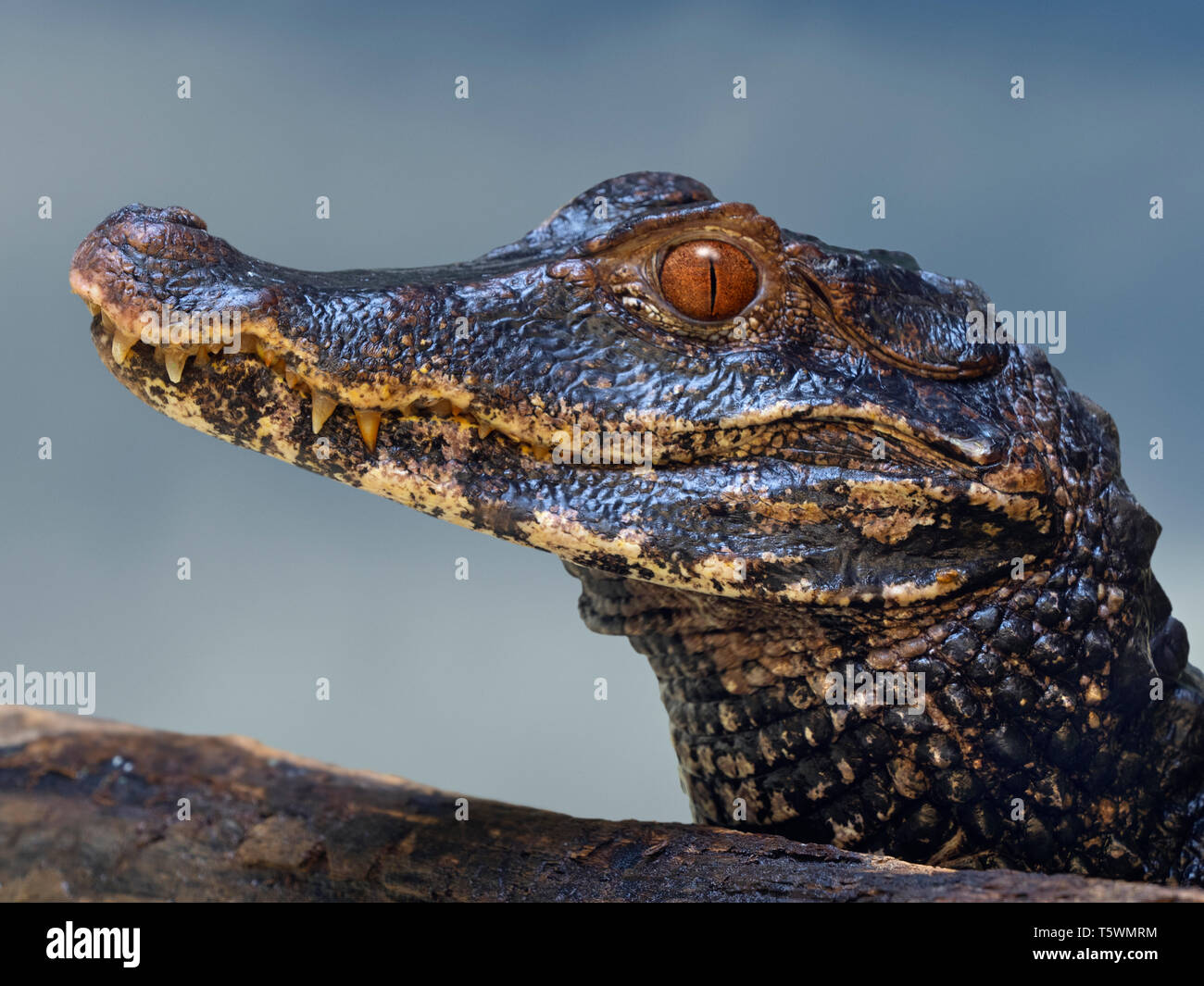 Cuvier's dwarf caiman Paleosuchus palpebrosus Stock Photo - Alamy