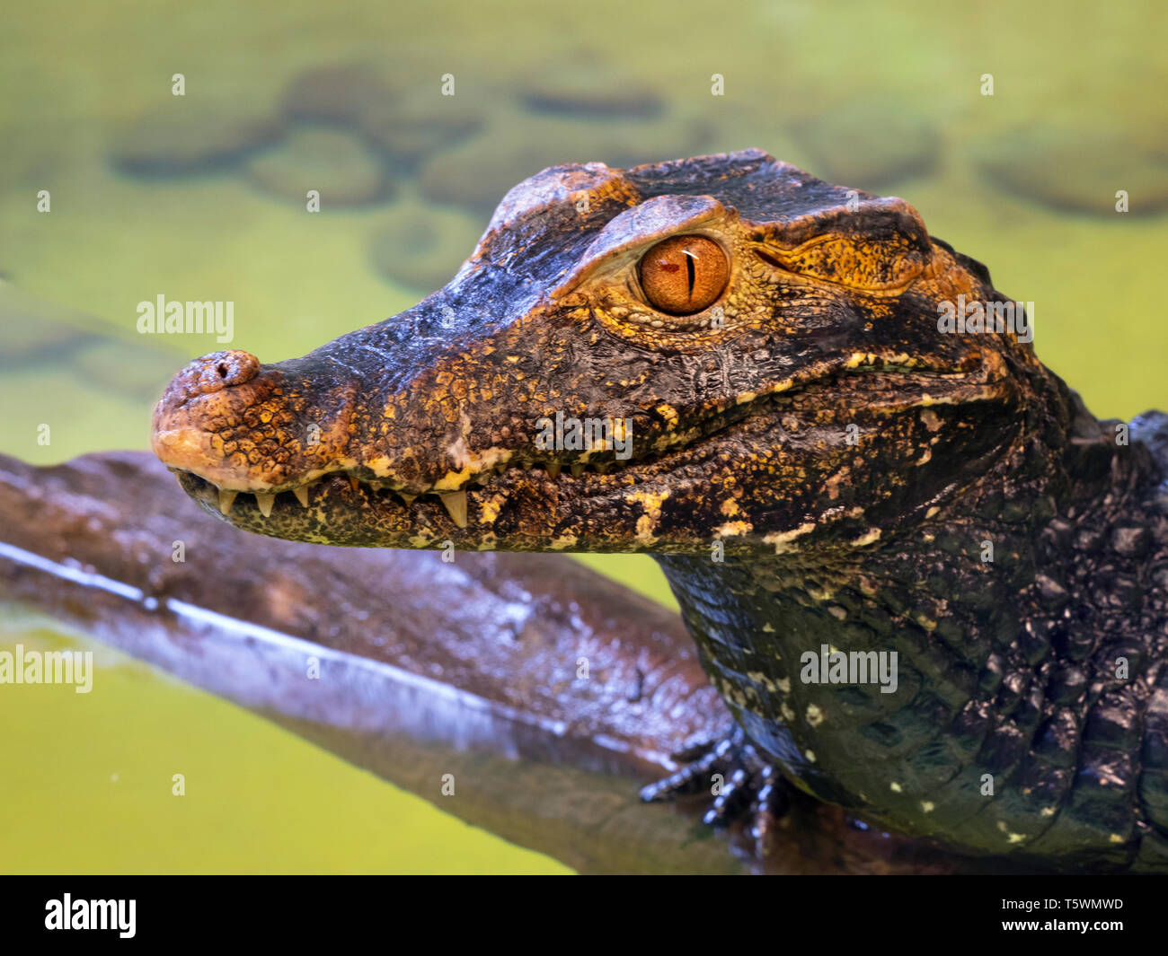 Cuvier's dwarf caiman hi-res stock photography and images - Alamy