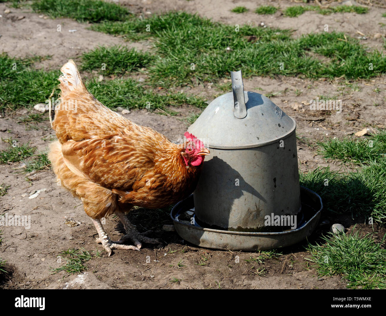 Free range hen chicken drinking from an old-fashioned galvanised steel ...