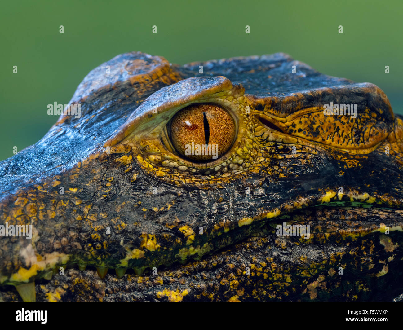 Cuvier's dwarf caiman hi-res stock photography and images - Alamy