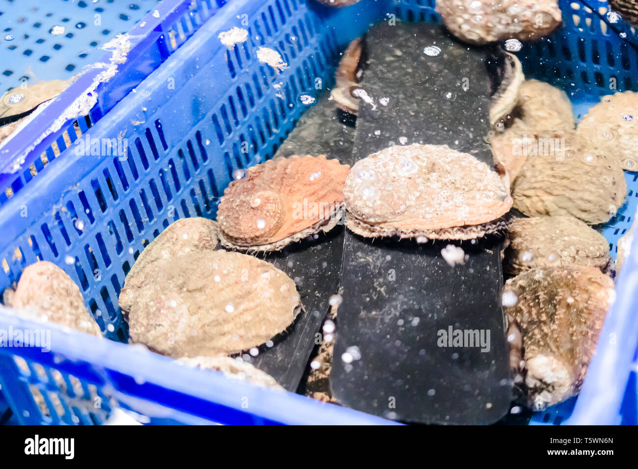 Live Shellfish in a container at Taipei Fish Market, which will be sold ...