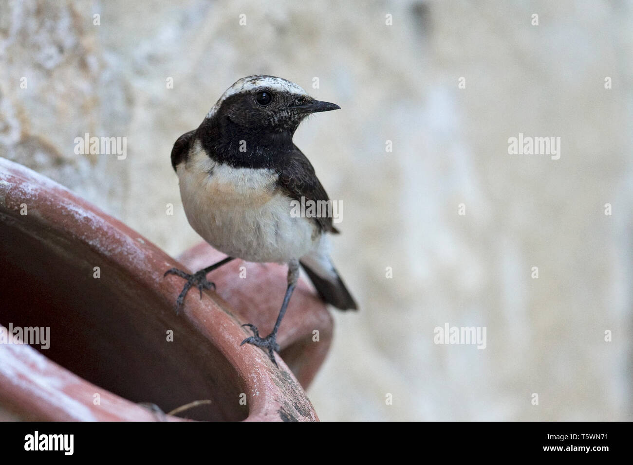 Cyprus Wheatear (Oenanthe cypriaca Stock Photo - Alamy