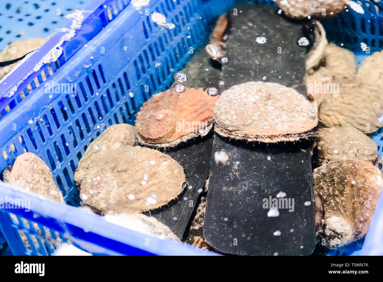 Live Shellfish in a container at Taipei Fish Market, which will be sold ...