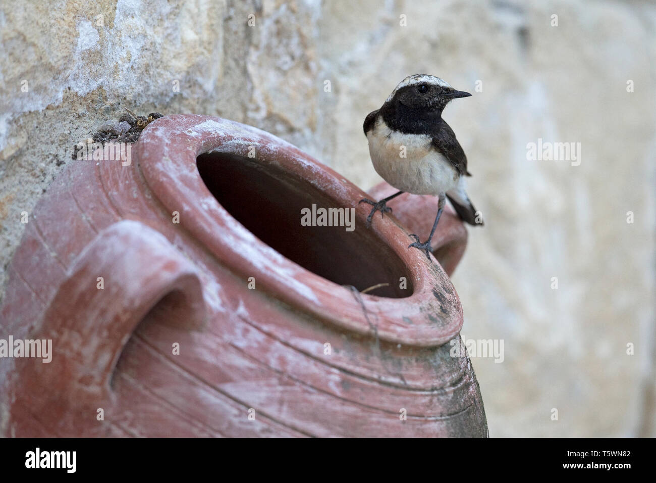 Cyprus Wheatear (Oenanthe cypriaca Stock Photo - Alamy