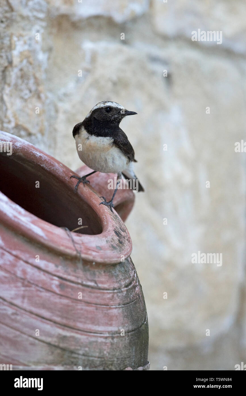 Eastern pied wheatear hi-res stock photography and images - Alamy