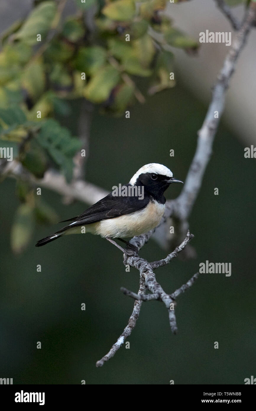 Cyprus wheatears hi-res stock photography and images - Alamy
