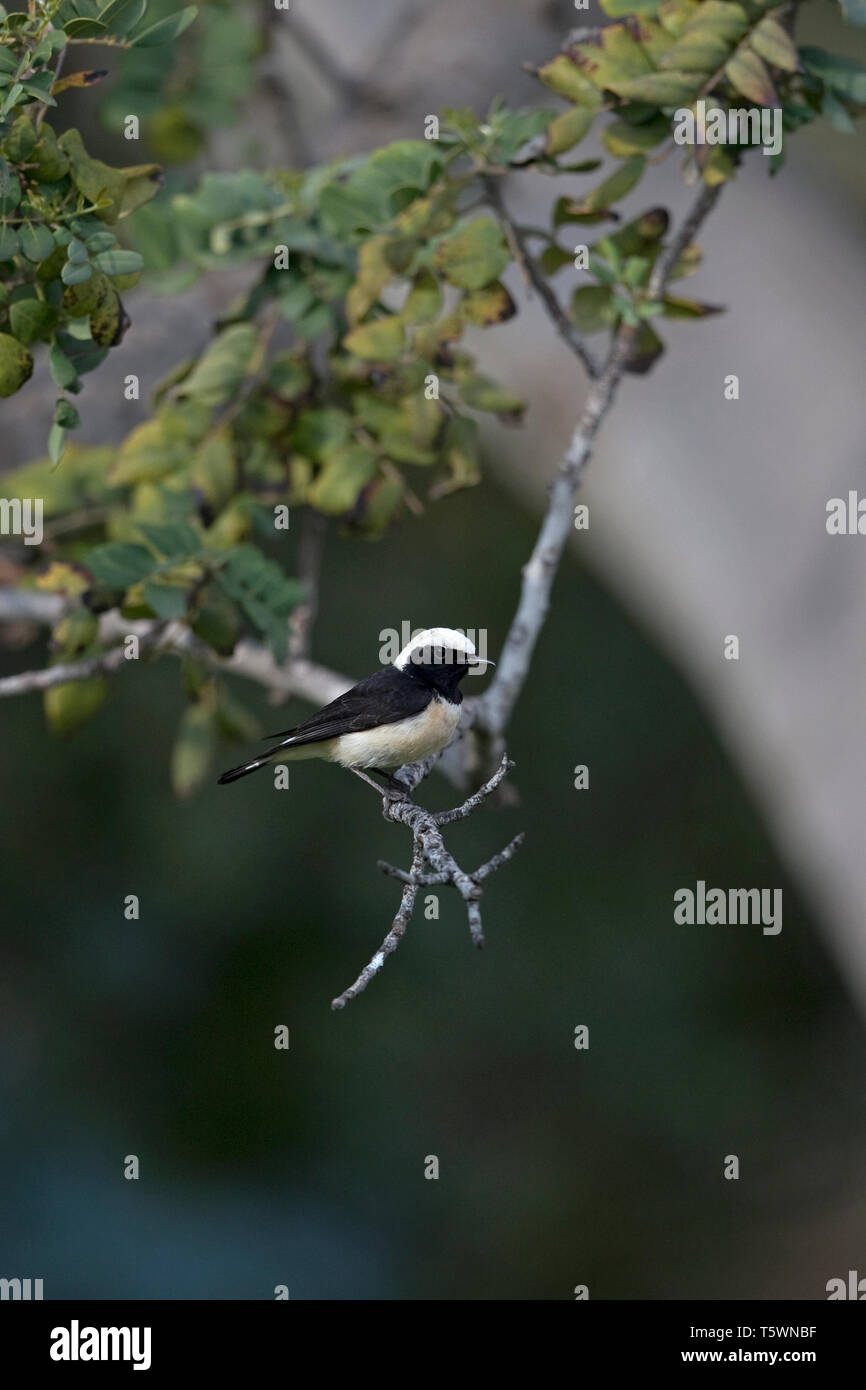 Cyprus Wheatear (Oenanthe cypriaca Stock Photo - Alamy