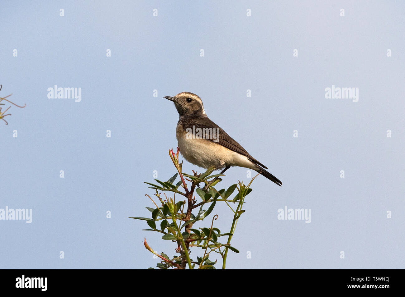 Cyprus Wheatear (Oenanthe cypriaca Stock Photo - Alamy