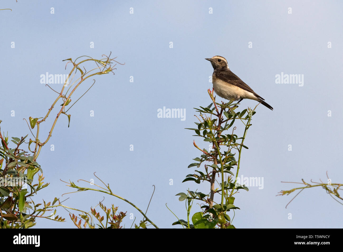 Cyprus Wheatear (Oenanthe cypriaca Stock Photo - Alamy