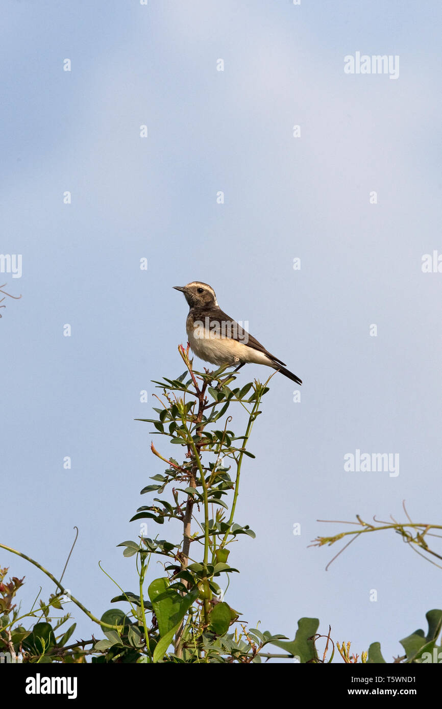 Cyprus Wheatear (Oenanthe cypriaca Stock Photo - Alamy