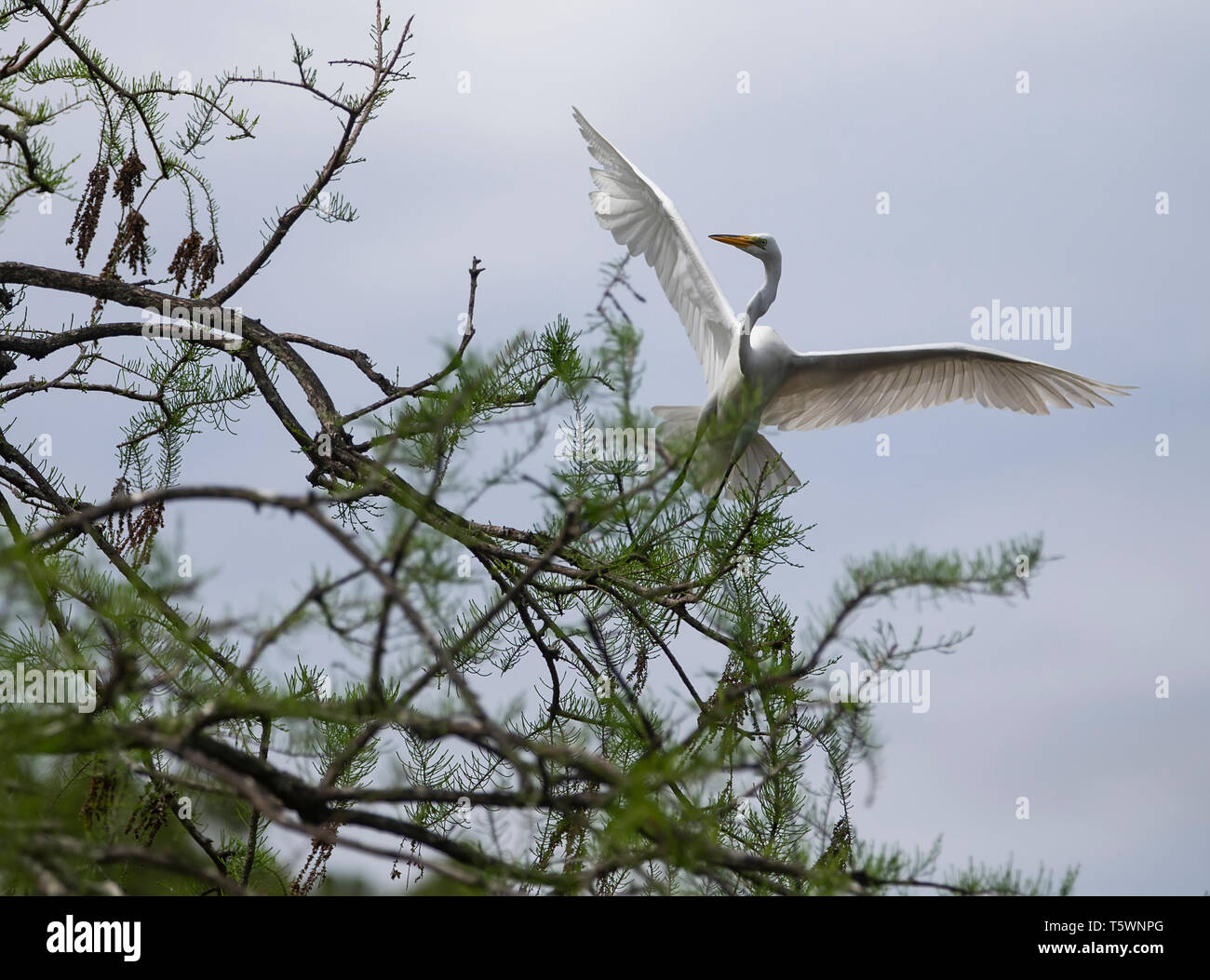Landing in tree hi-res stock photography and images - Alamy