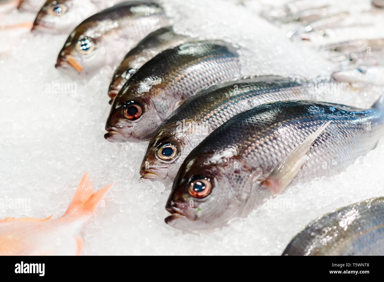 Fresh fish in the ice frozen container at Taipei fish market to be sell ...
