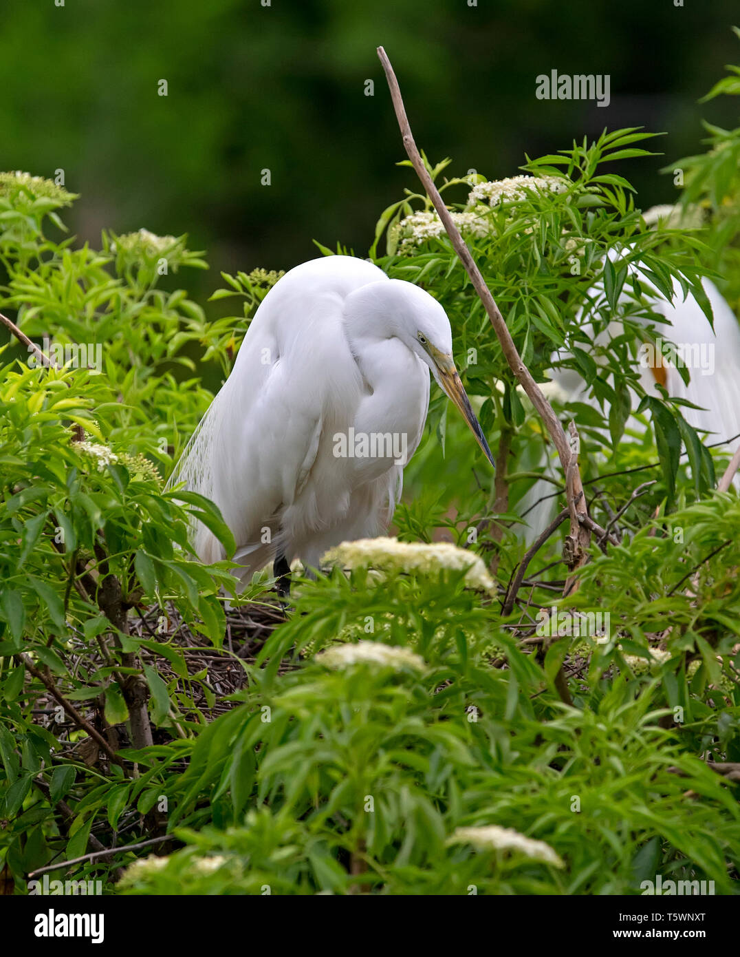 Beautiful Egret Nesting Florida Stock Photo - Alamy
