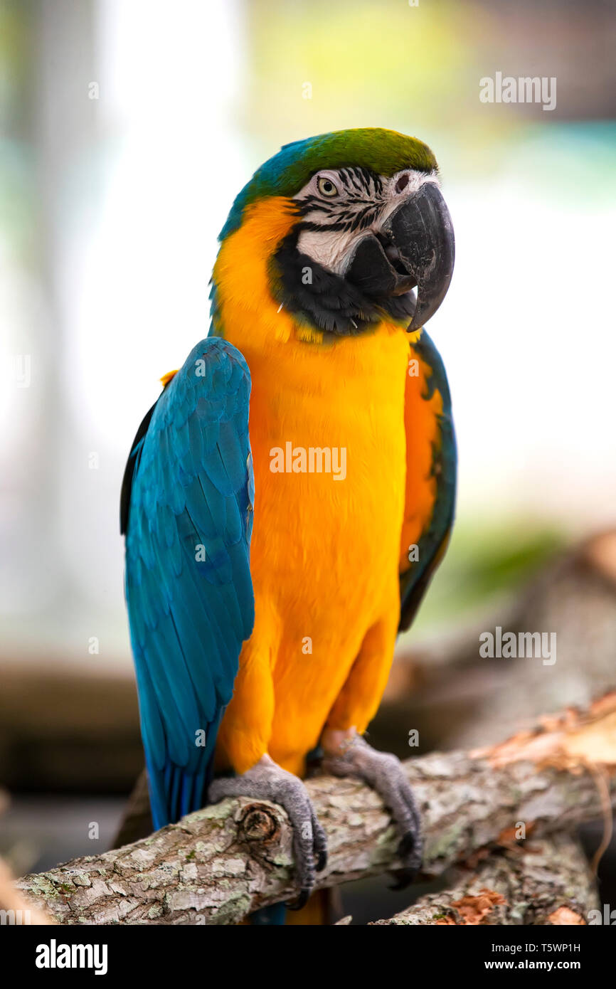 McCaw - Parrot Stock Photo - Alamy