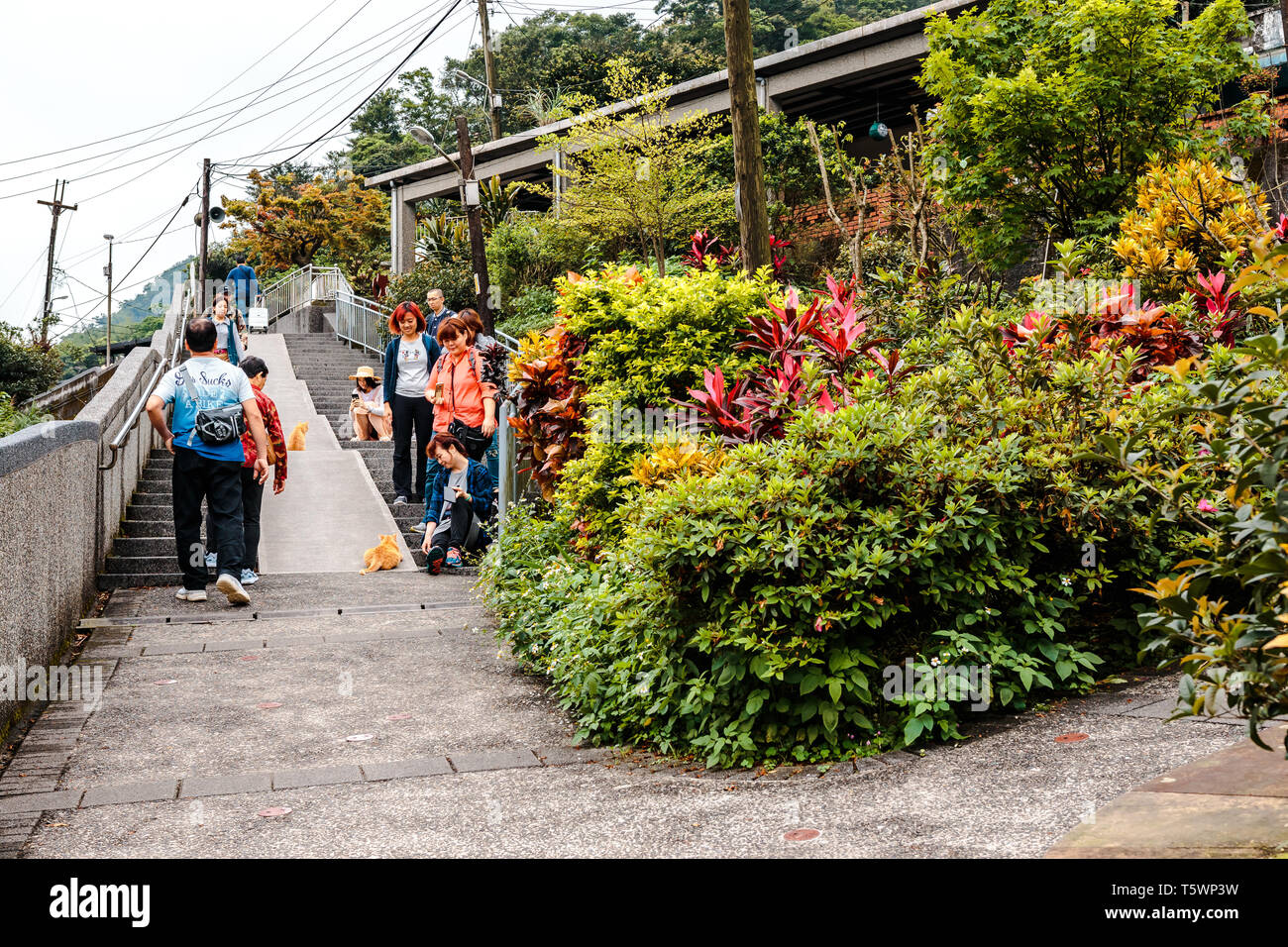 Ruifang, Taiwan : Tourists walking and playing with cat in the main ...