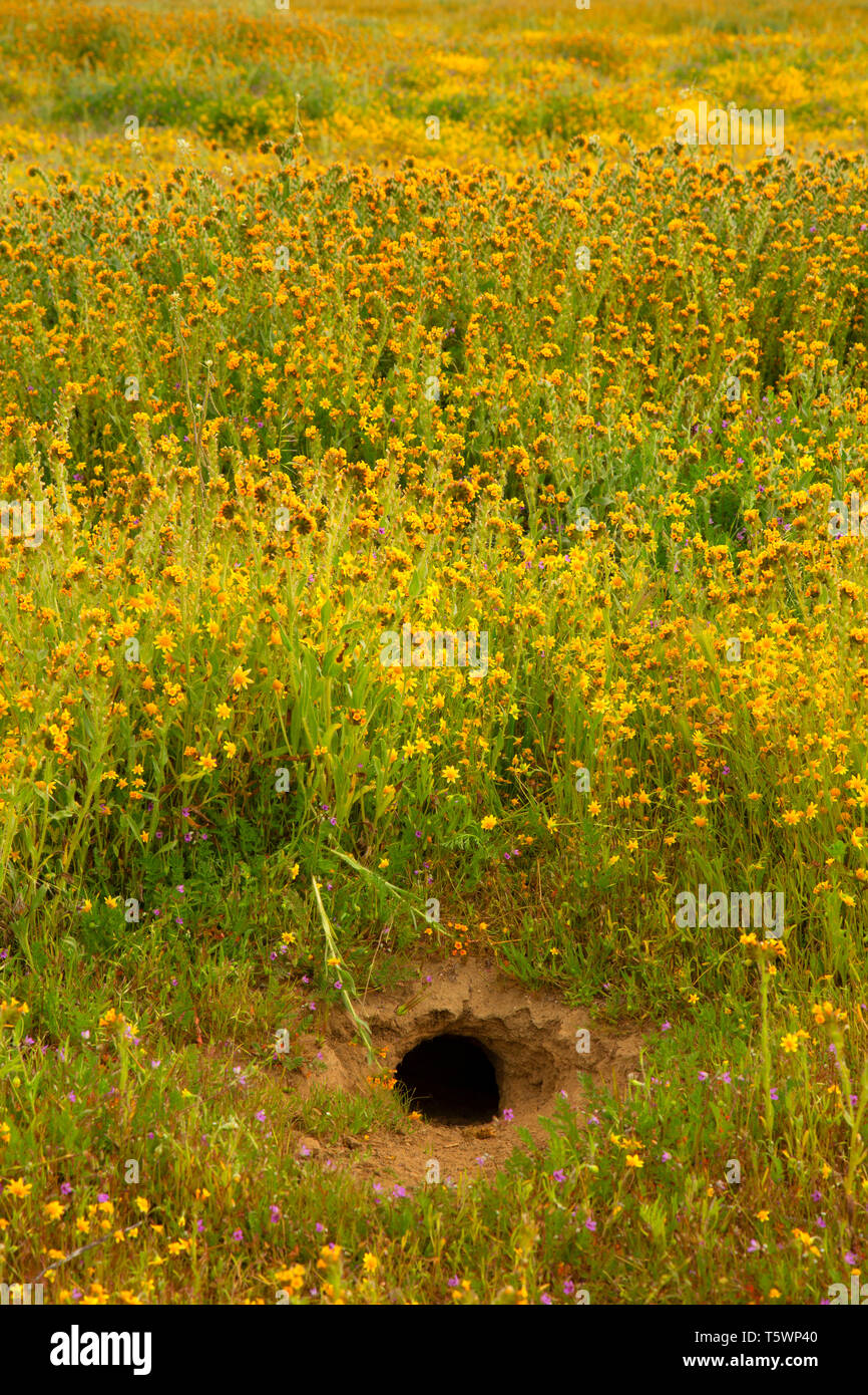Rodent burrow, Carrizo Plain National Monument, California Stock Photo ...