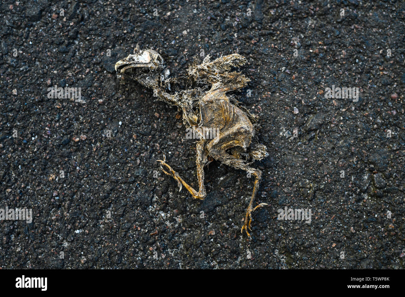Dead white dove hi-res stock photography and images - Alamy
