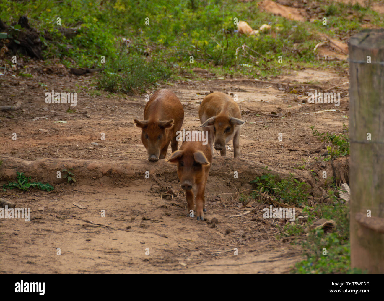 Pig farming cuba hi-res stock photography and images - Alamy