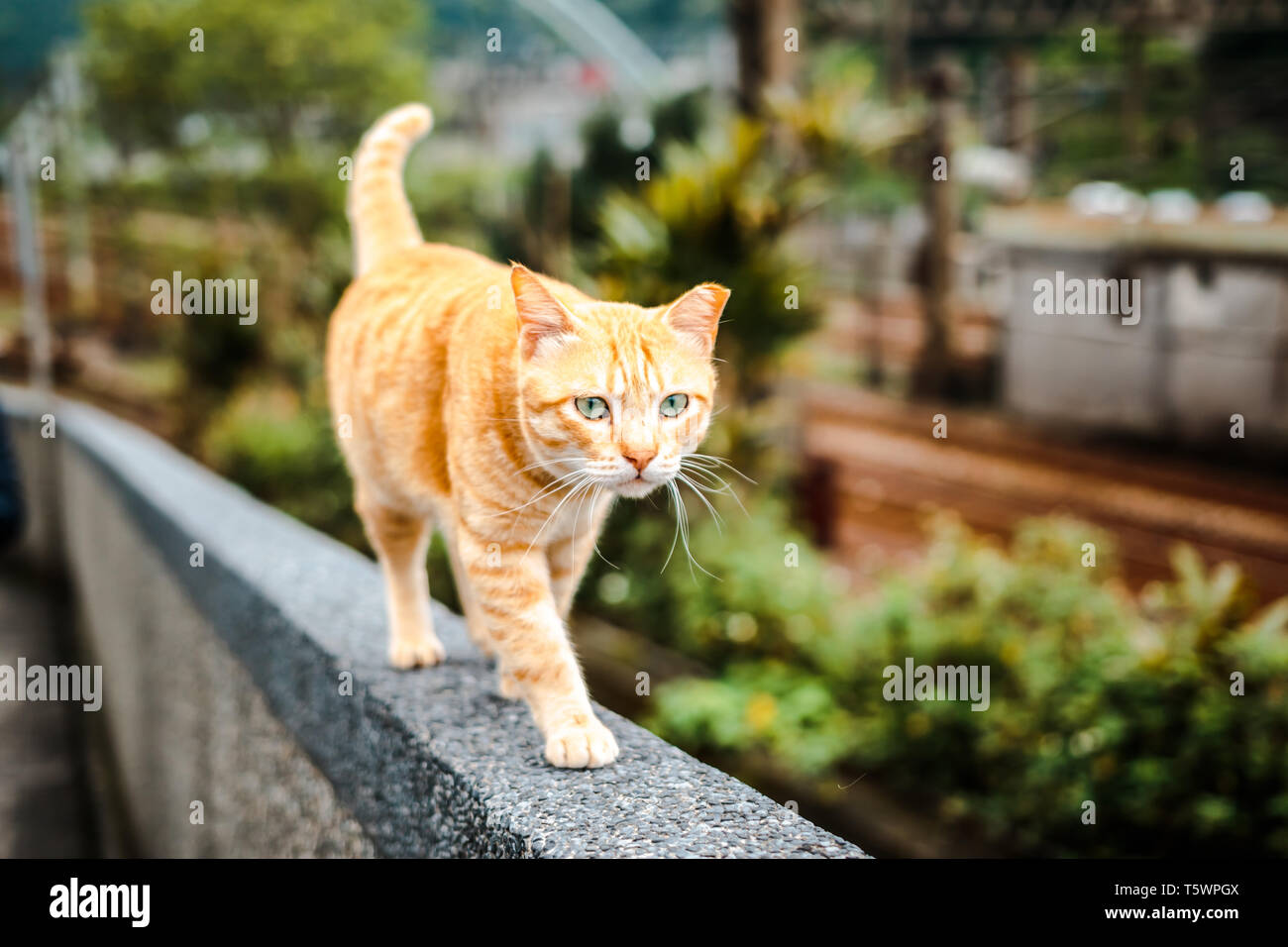 Portrait of Orange cat walking on a wall at Houtong Cat Village with ...