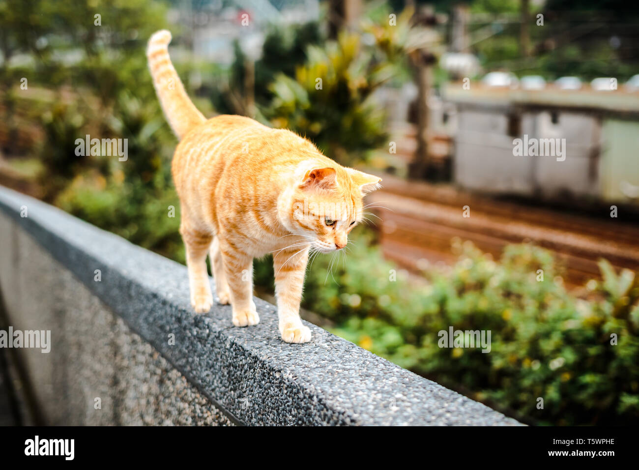 Portrait of Orange cat walking on a wall at Houtong Cat Village with ...