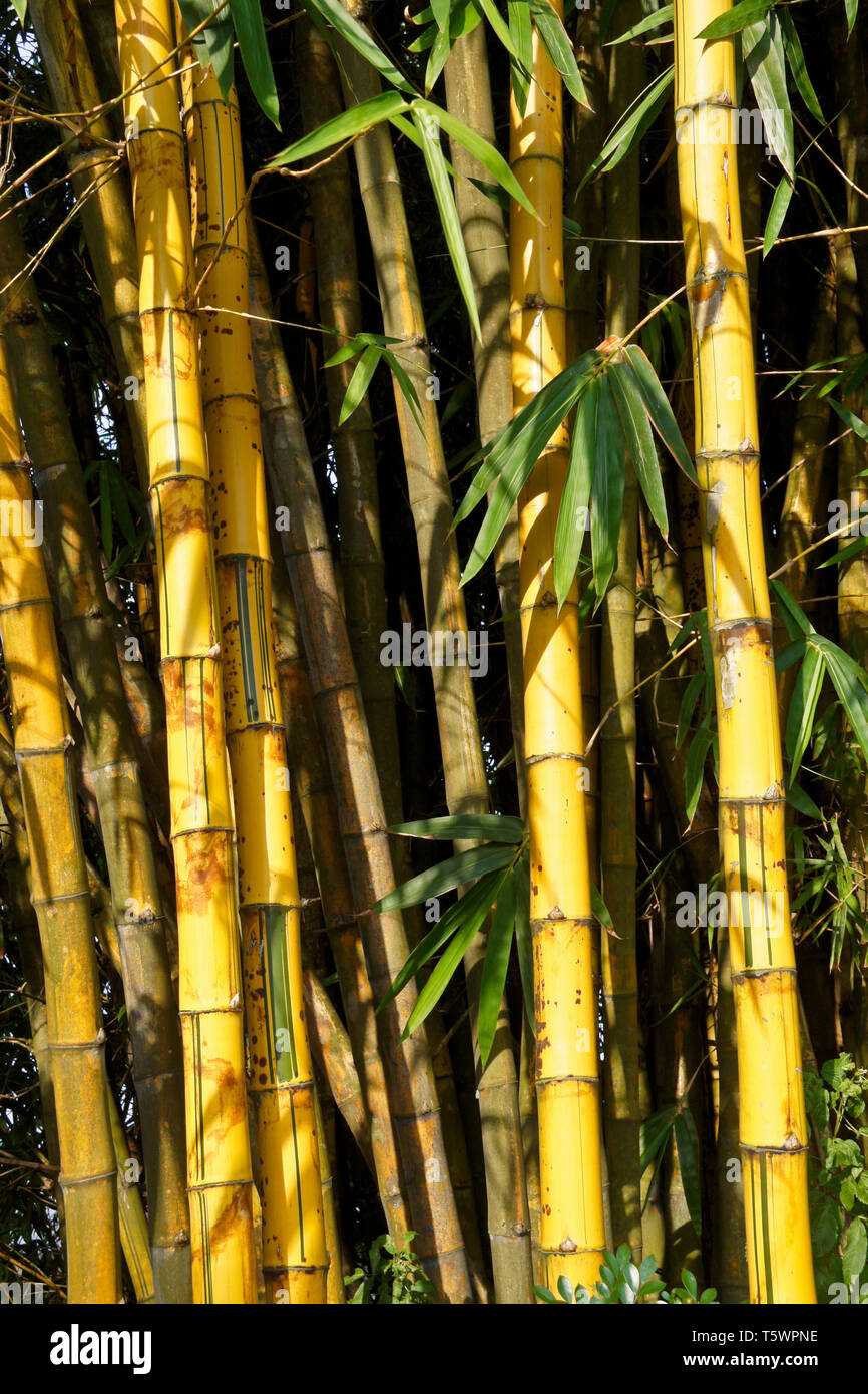 Bamboo in late-afternoon light Stock Photo - Alamy