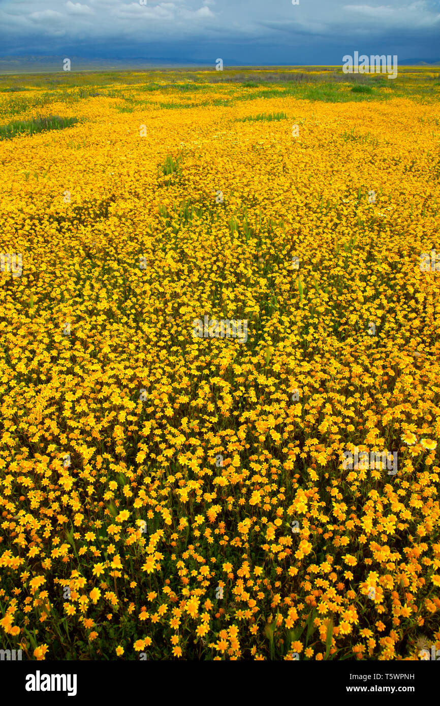 California goldfields flowers super bloom hi-res stock photography and ...