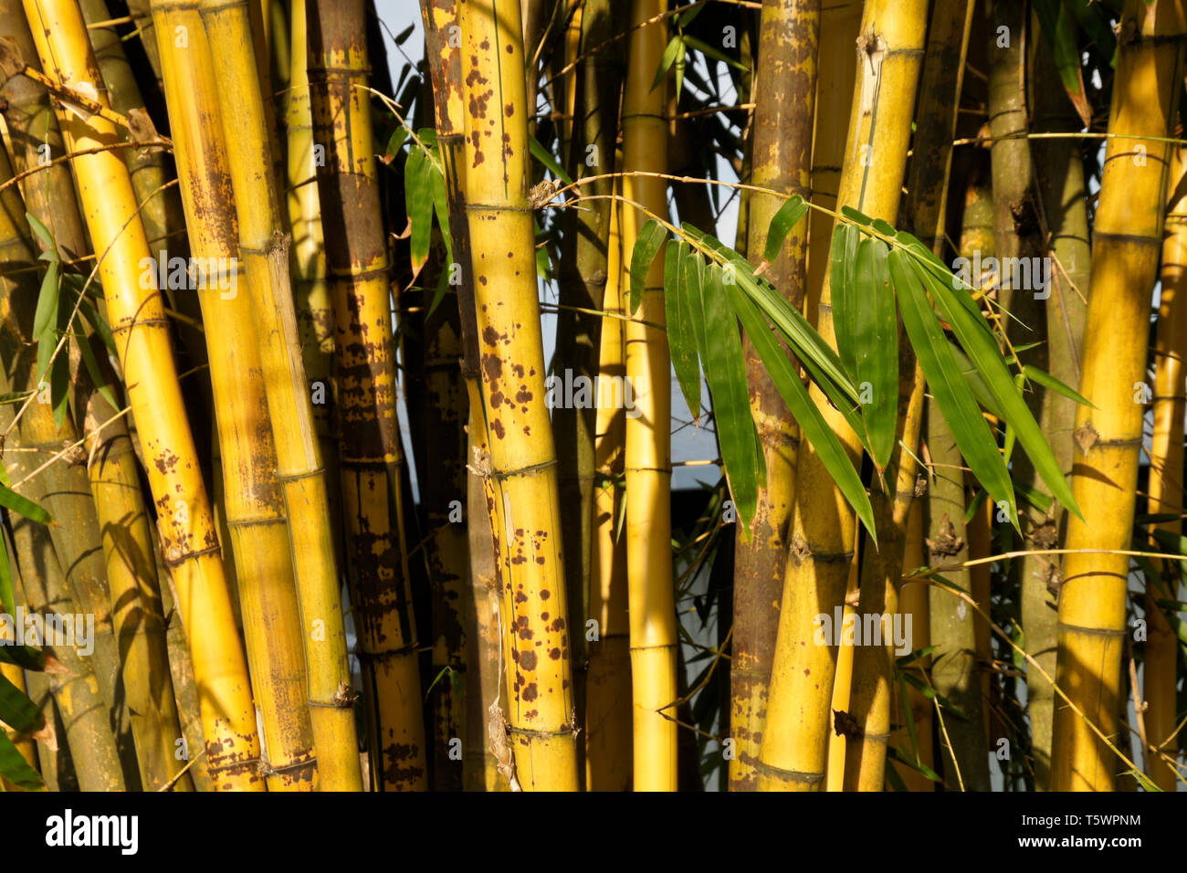 All gold bamboo hi-res stock photography and images - Alamy