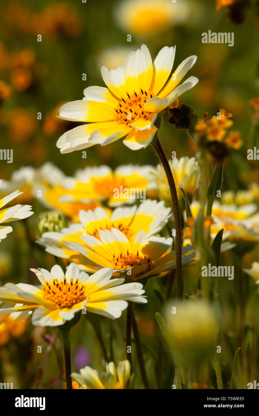 Tidytips, Carrizo Plain National Monument, California Stock Photo - Alamy
