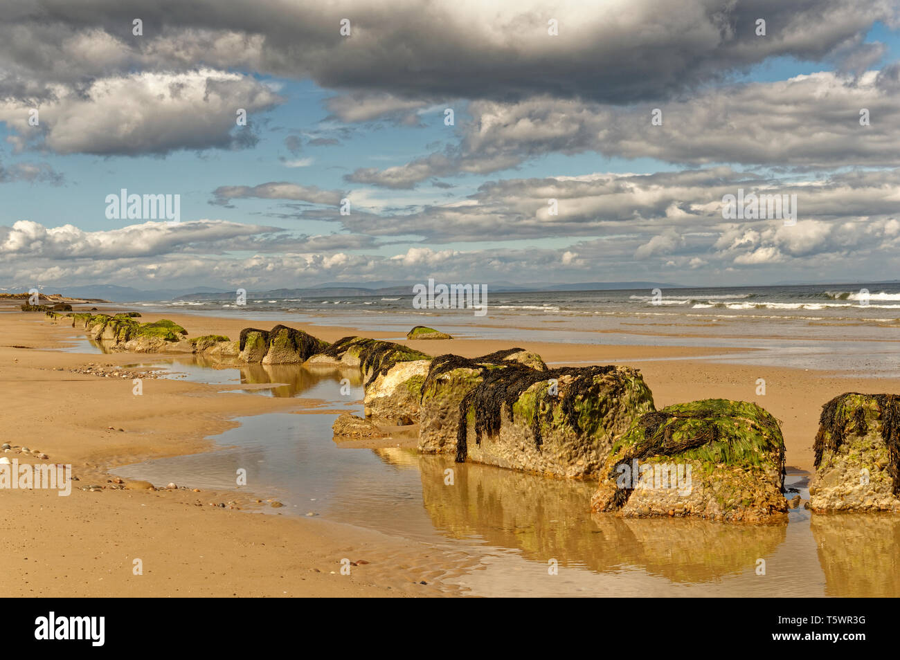 FINDHORN BEACH MORAY COAST SCOTLAND ROCKS WITH SEAWEED AT LOW TIDE THE ...