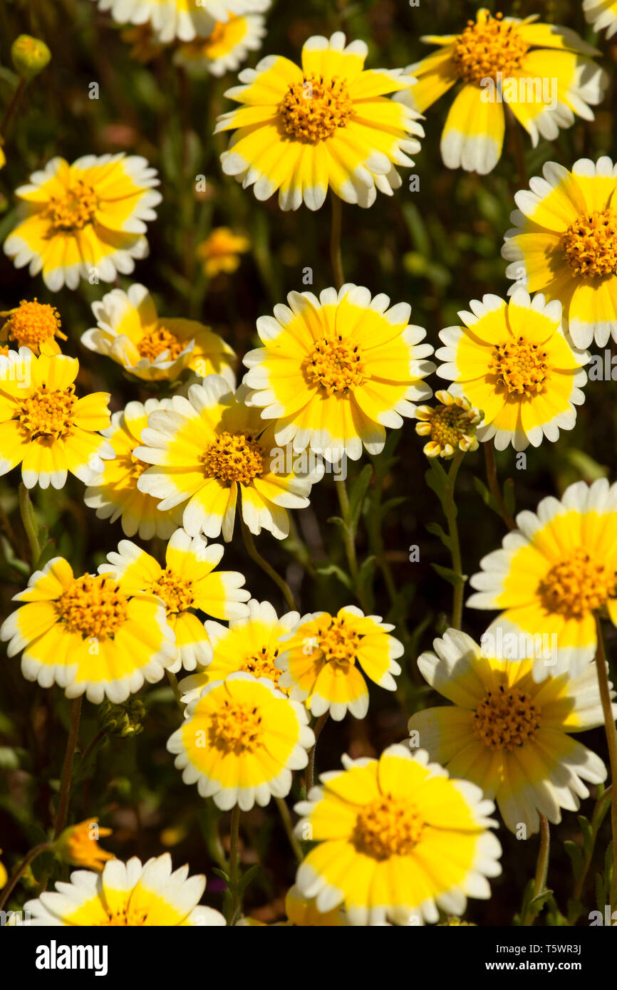 Tidytips, Carrizo Plain National Monument, California Stock Photo - Alamy
