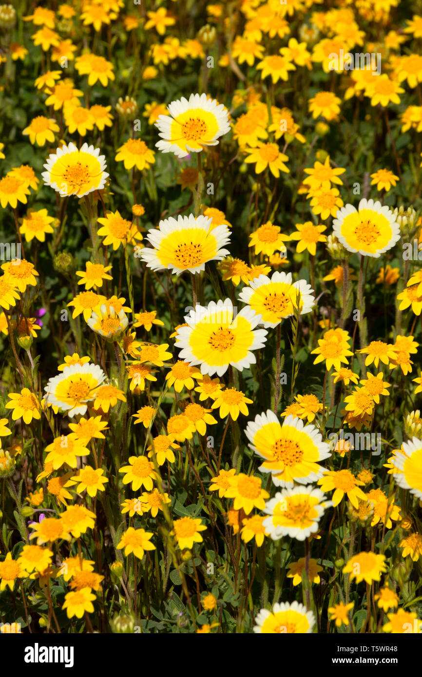 Coastal tidy tips wildflowers hi-res stock photography and images - Alamy