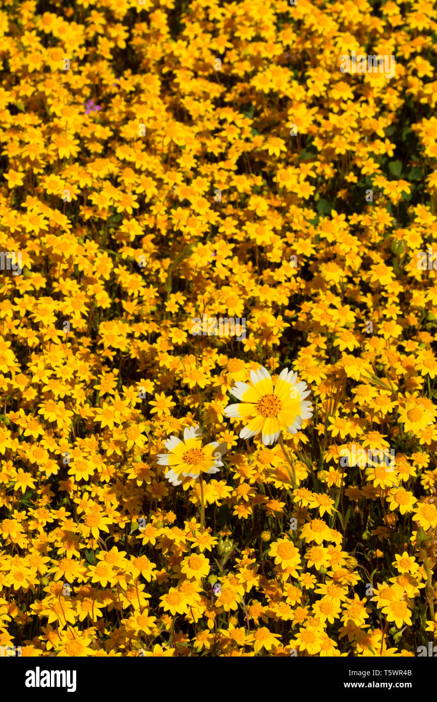 Coastal tidy tips wildflowers hi-res stock photography and images - Alamy