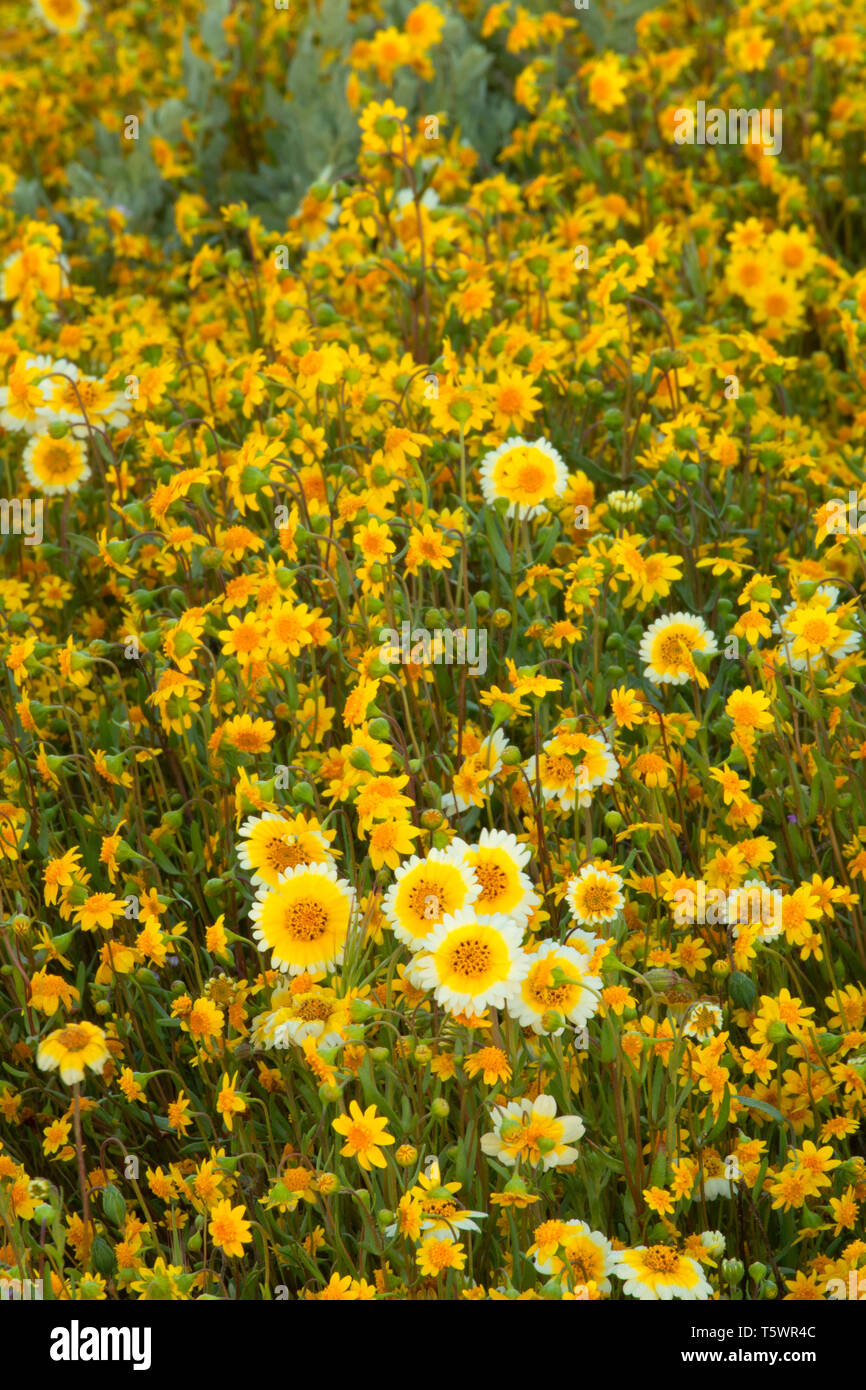 Tidytips with goldfields, Carrizo Plain National Monument, California ...