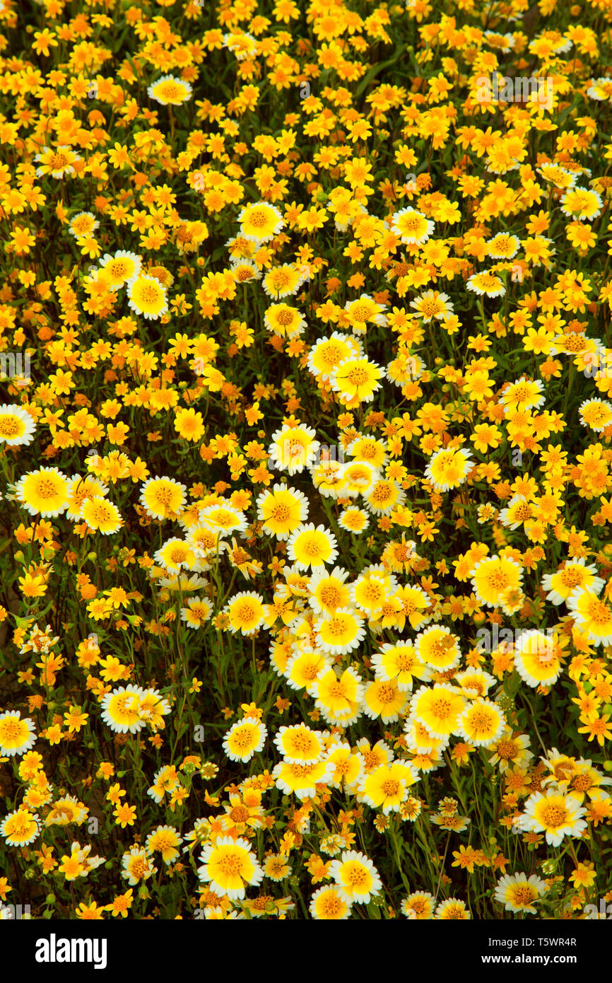 Coastal tidy tips wildflowers hi-res stock photography and images - Alamy
