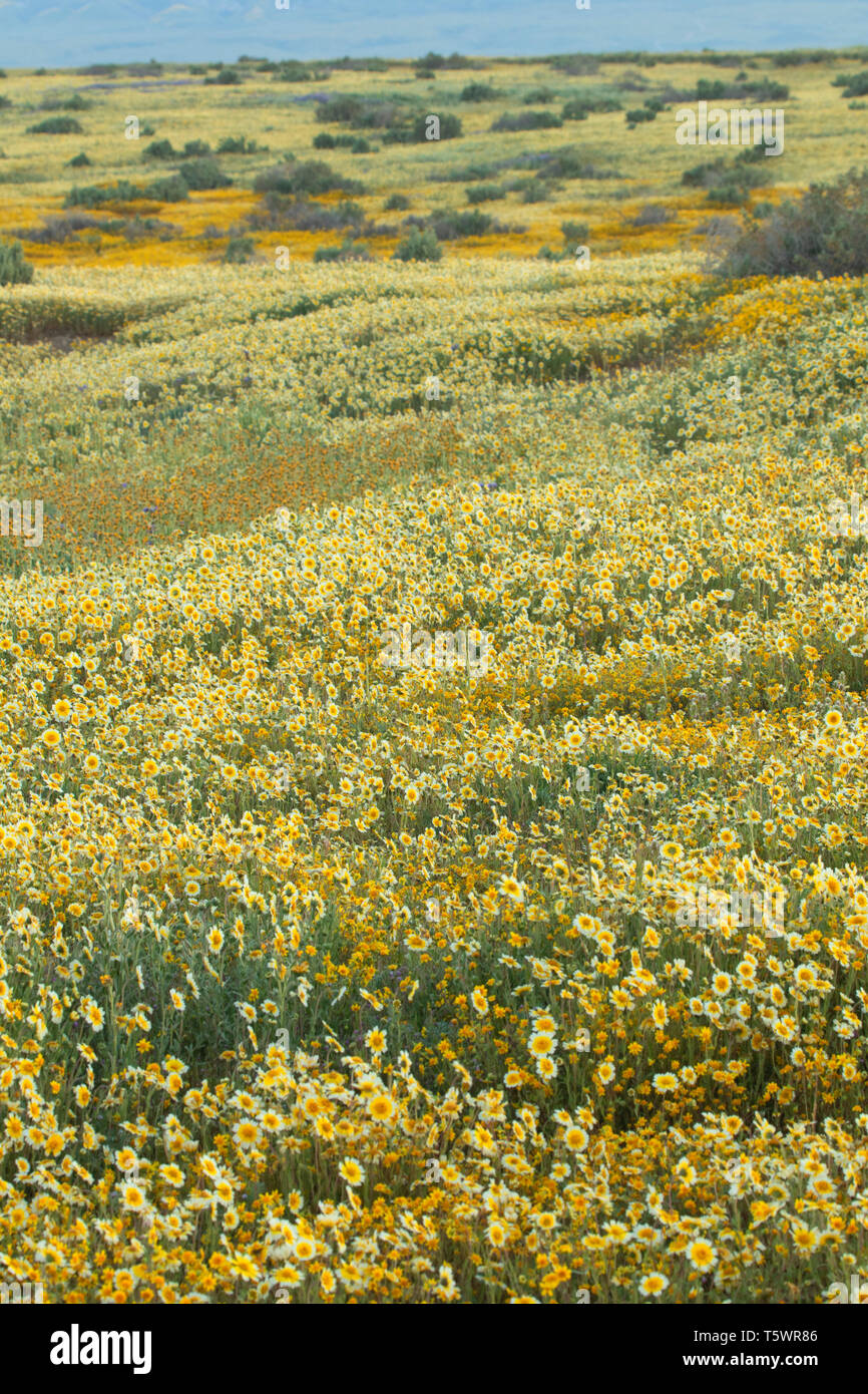Tidytips, Carrizo Plain National Monument, California Stock Photo - Alamy