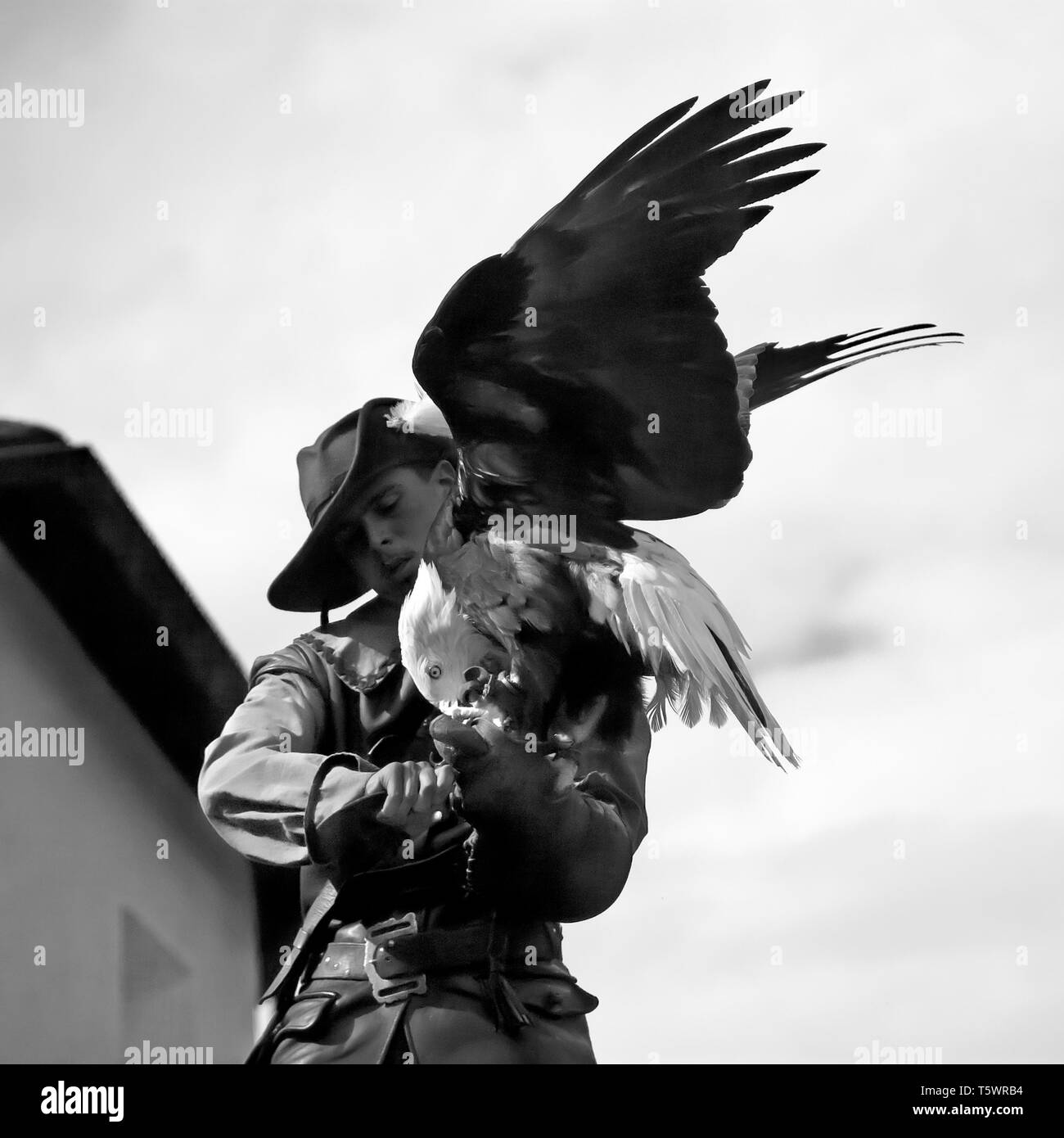 Falcon show Black and White Stock Photos & Images - Alamy