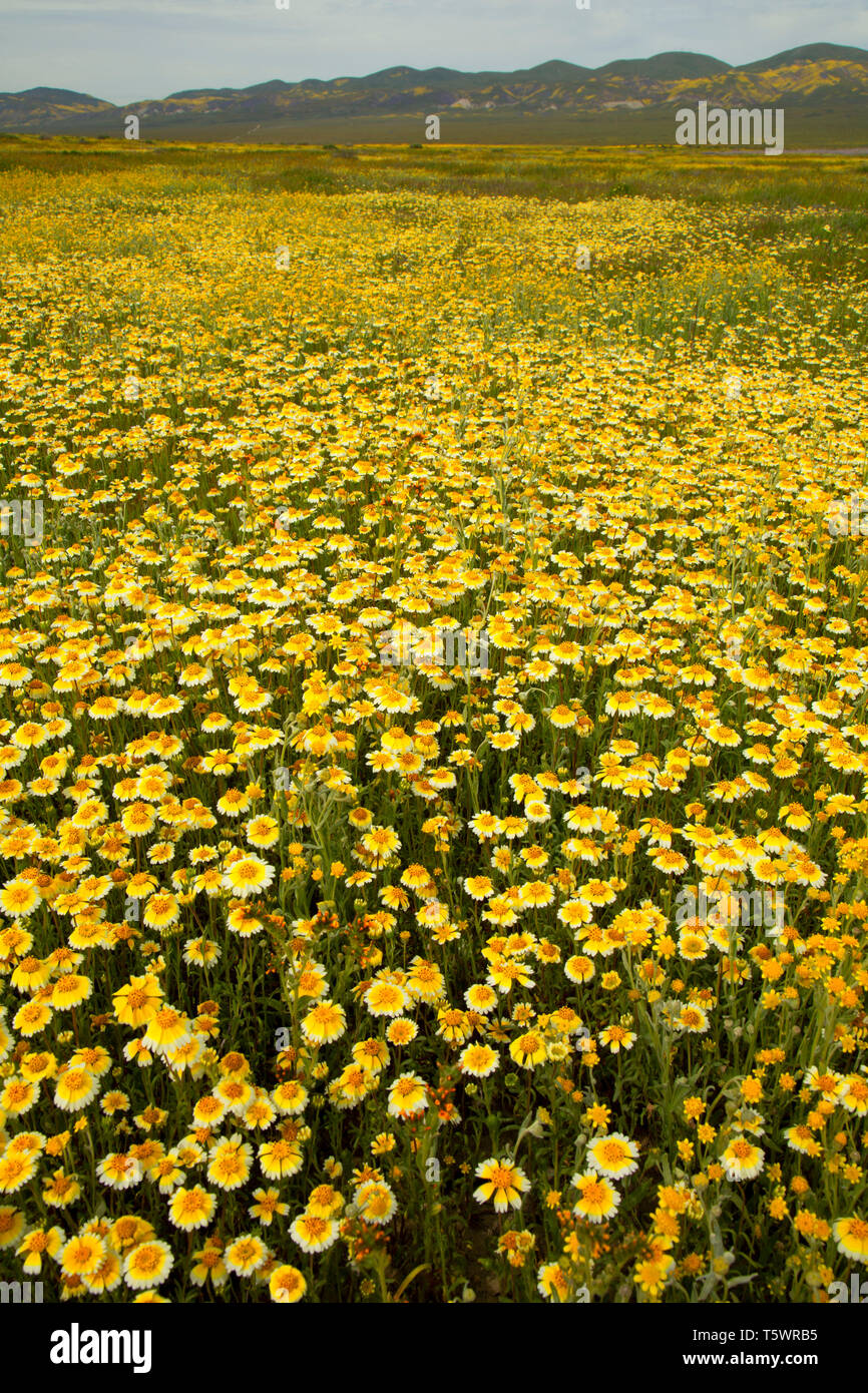 Coastal tidy tips wildflowers hi-res stock photography and images - Alamy