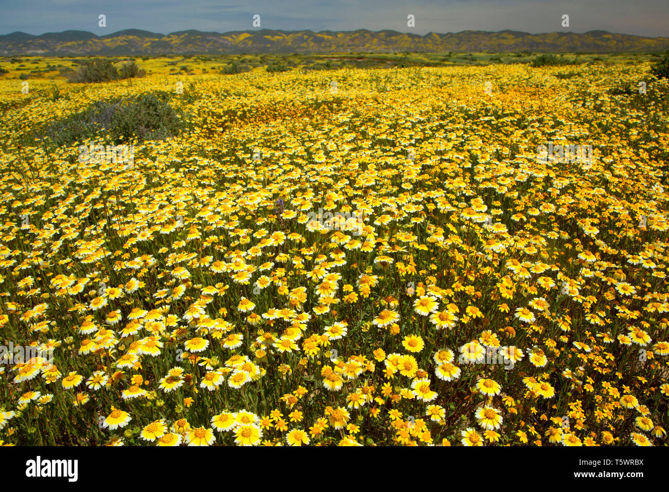 Tidytips with goldfields, Carrizo Plain National Monument, California ...