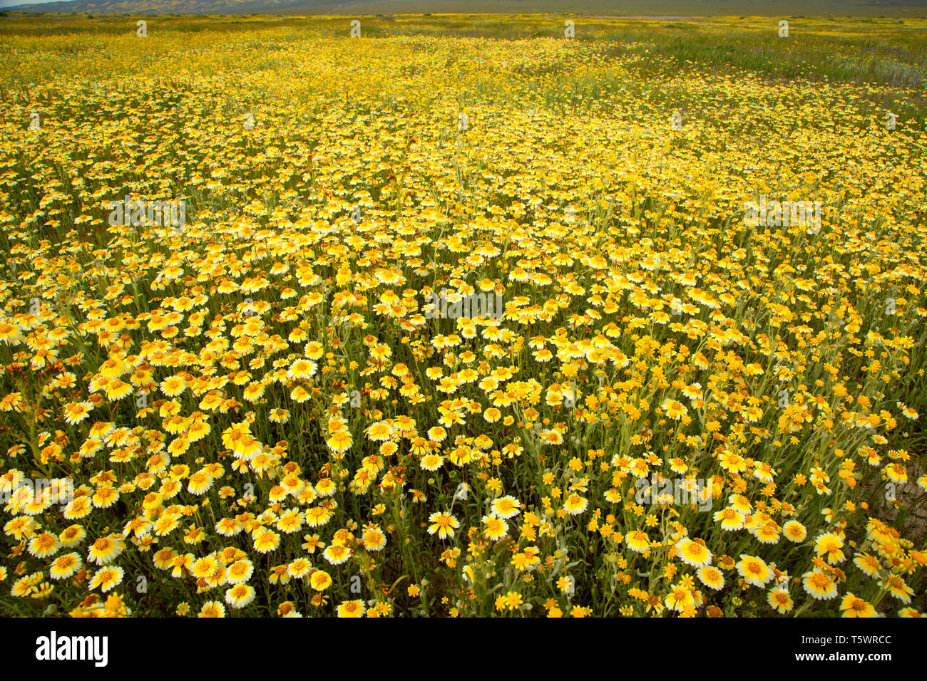 Tidytips with goldfields, Carrizo Plain National Monument, California ...