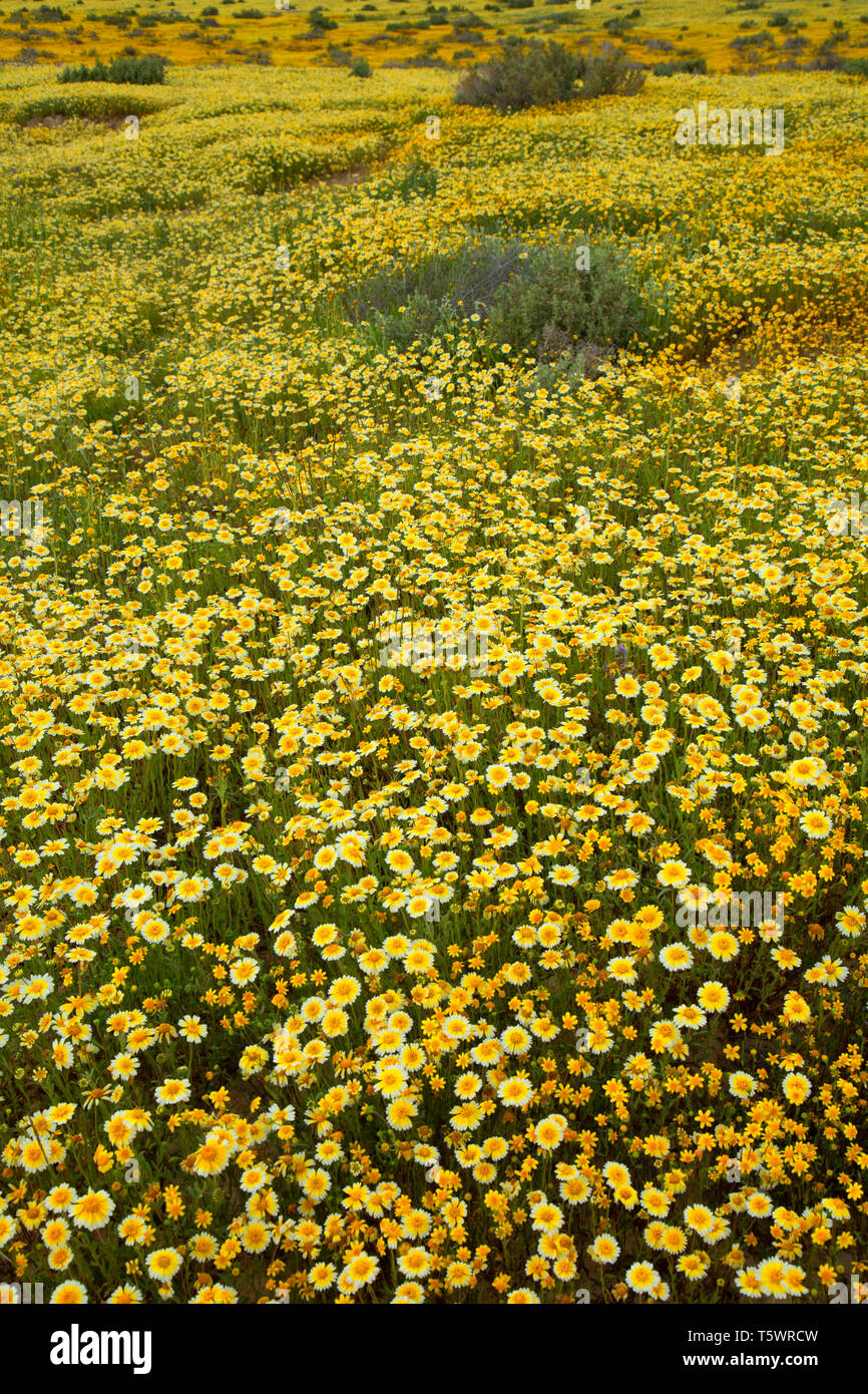 Coastal tidy tips wildflowers hi-res stock photography and images - Alamy