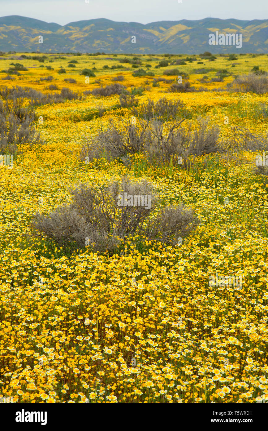 Tidytips with goldfields, Carrizo Plain National Monument, California ...